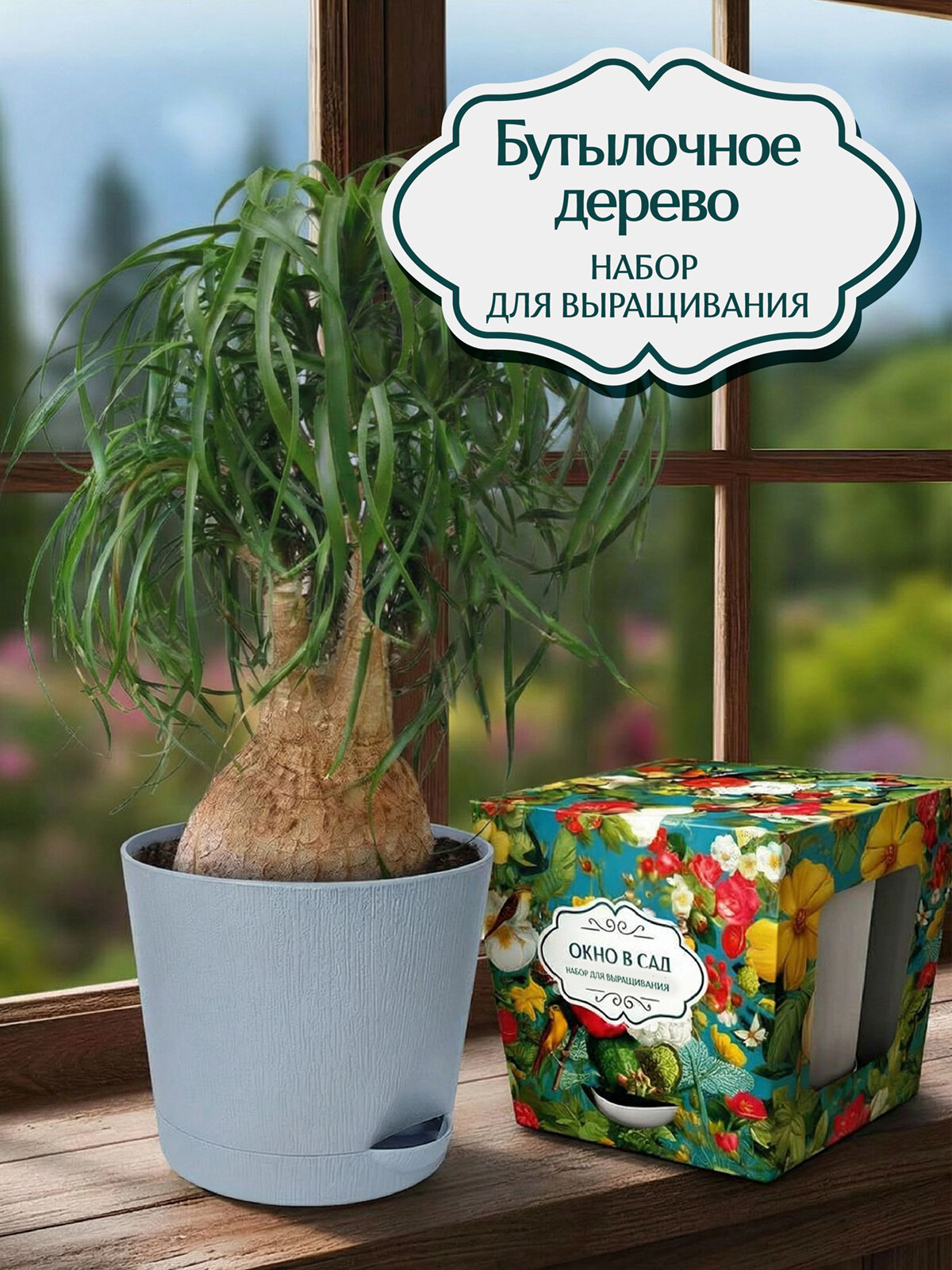Набор для выращивания Бутылочное дерево (нолина) "Окно в сад", для детей и взрослых