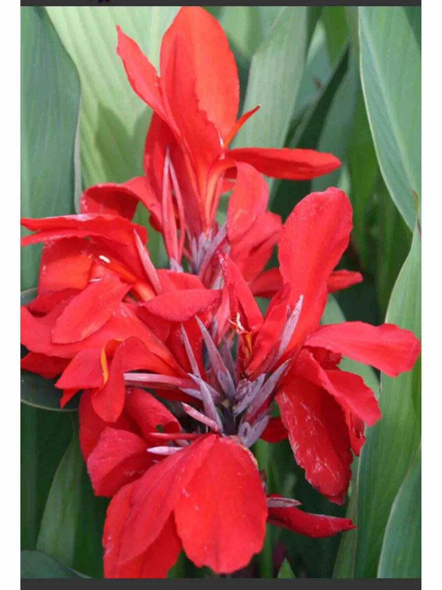 Канна индийская (клубни)