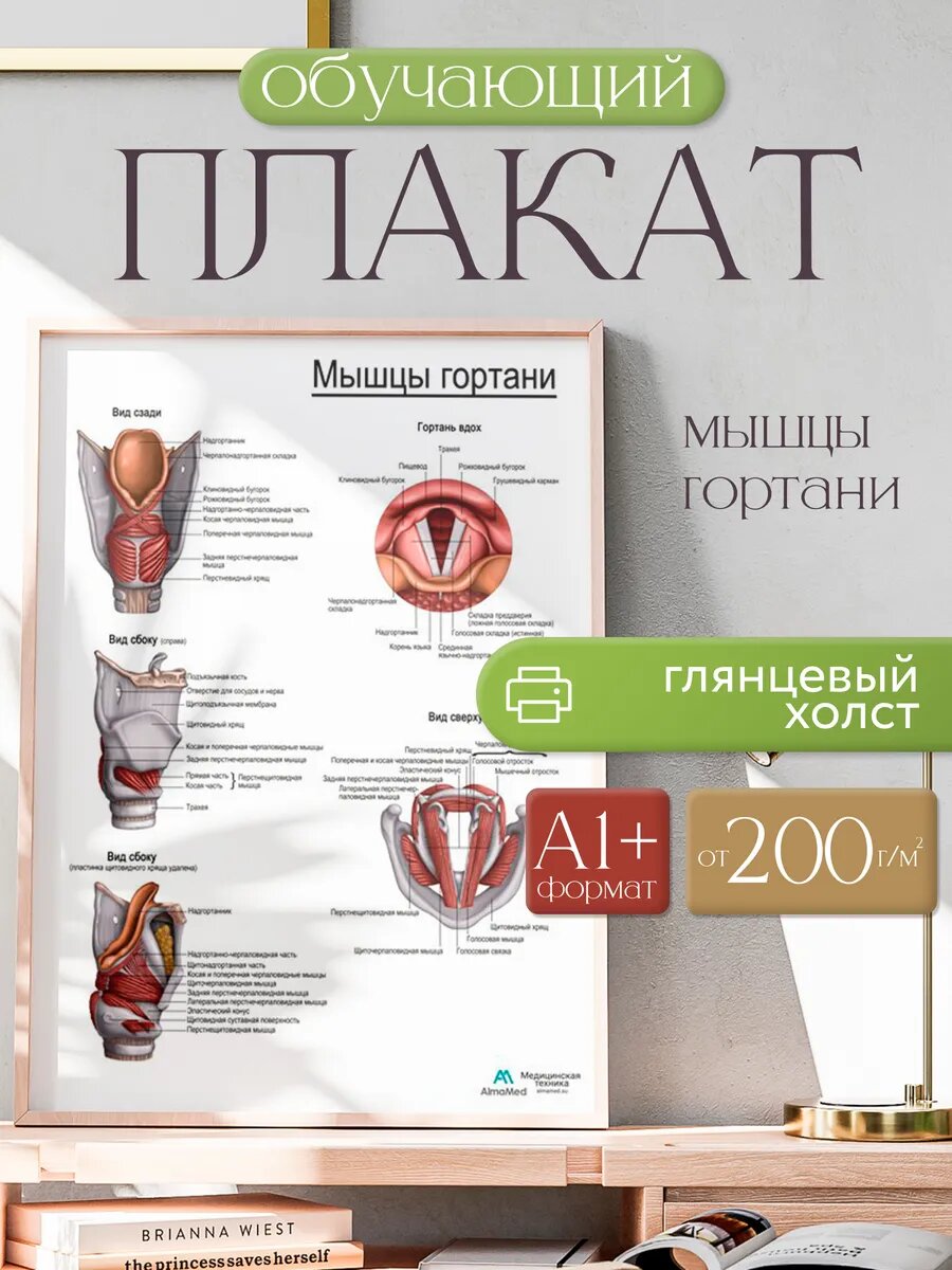 Обучающий плакат "Мышцы гортани", размер А1+, глянцевый холст от 200г/м2