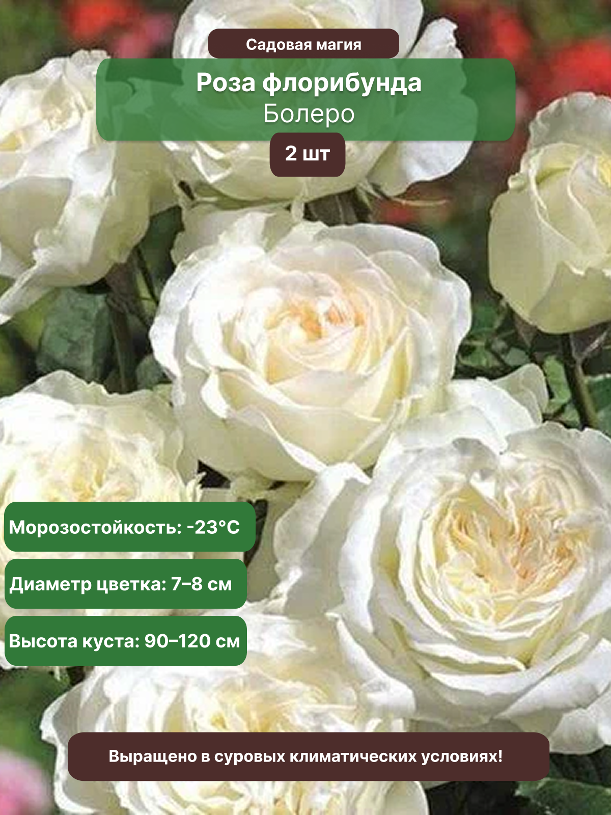 Роза флорибунда Болеро , 2 саженца , многолетняя , белая , 30-50 см