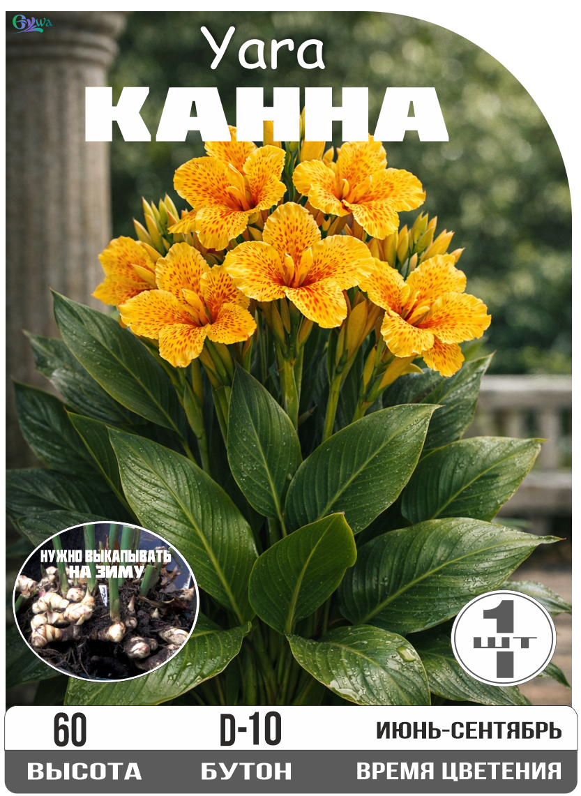 Канна зеленолистная Яра, клубень 1шт. многолетник, высота 60см, желтый
