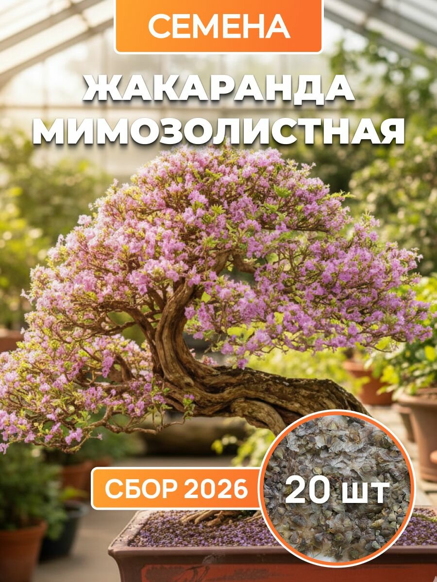 Жакаранда Мимозолистная, Фиалковое дерево комнатное, семена 20 шт