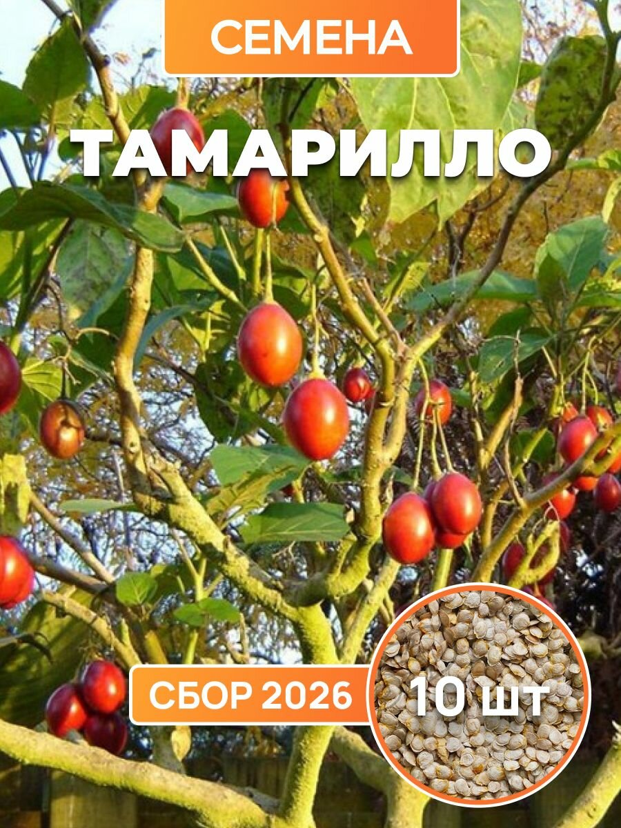 Семена Цифомандра, Тамарилло (Solanum betaceum) — томатное дерево, комнатное плодоносящее растение, 10 шт. с инструкцией