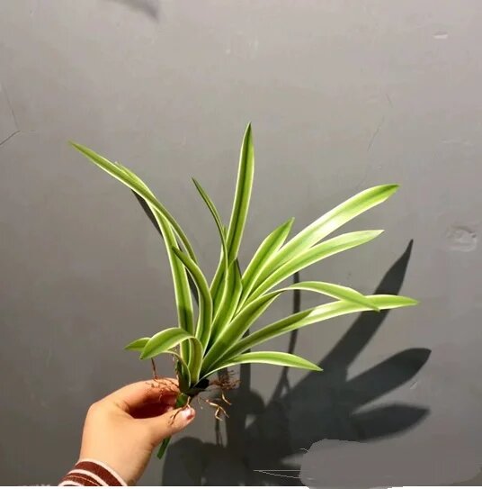 Спатифиллум Chlorophytum comosum, 36 см