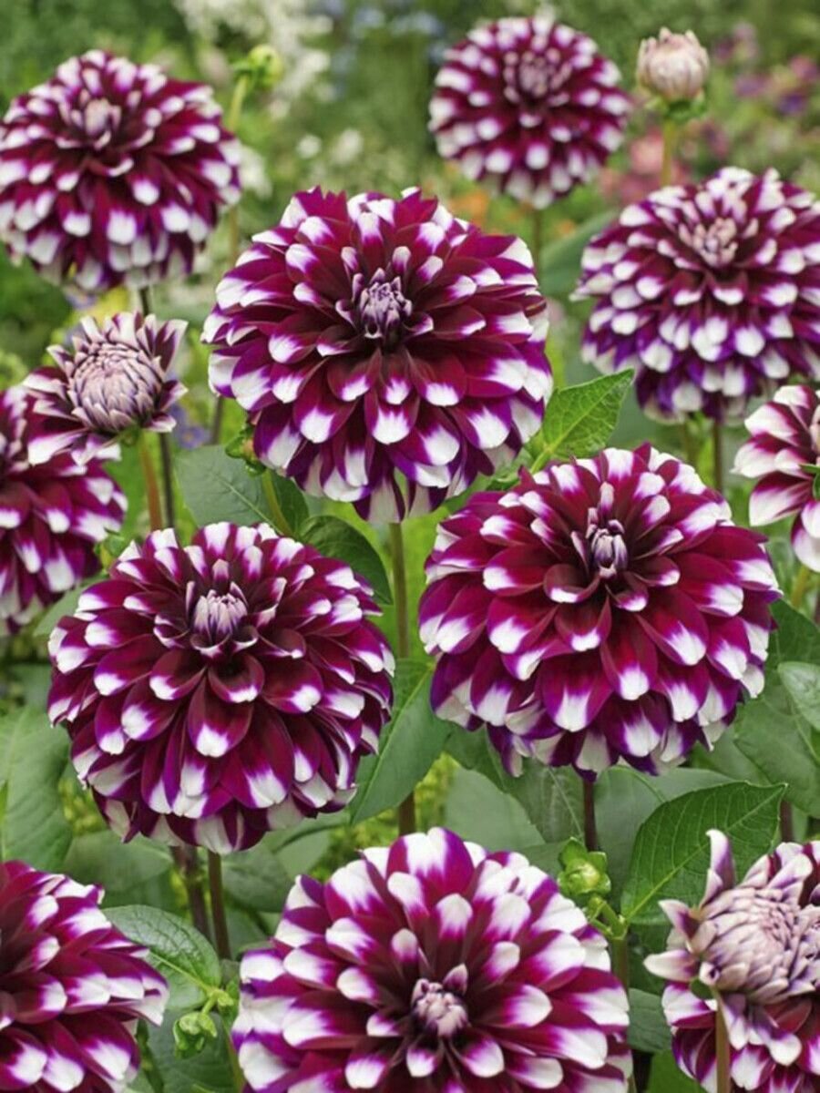 Георгина "Мистери Дэй" Holland Bulb Market, многолетняя, высота до 110см, 1шт