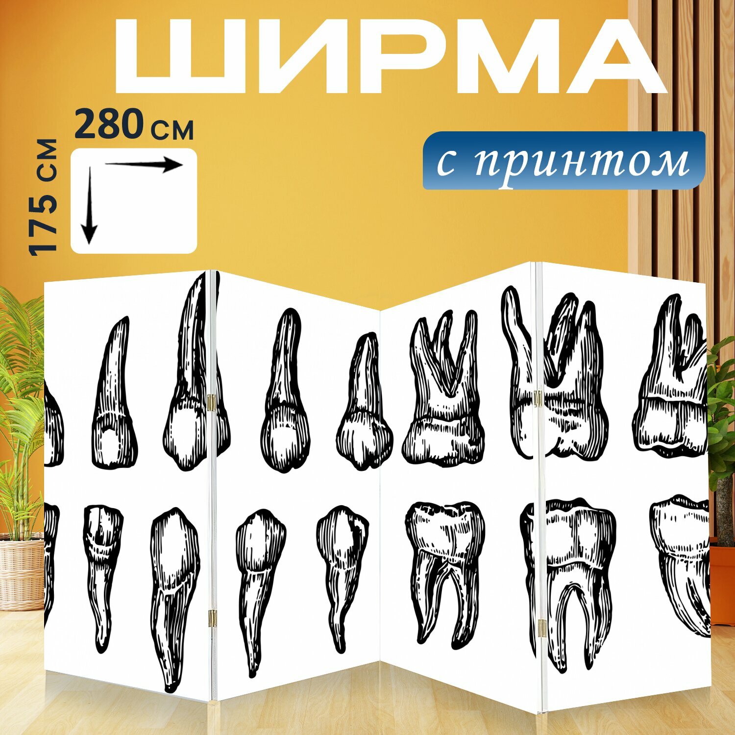 Ширма "Зубы человека Re оцифрованного старинных публичного домена иллюстрации черно-белый зубов человека. ." перегородка для зонирования комнаты с принтом 280x175 см. на холсте