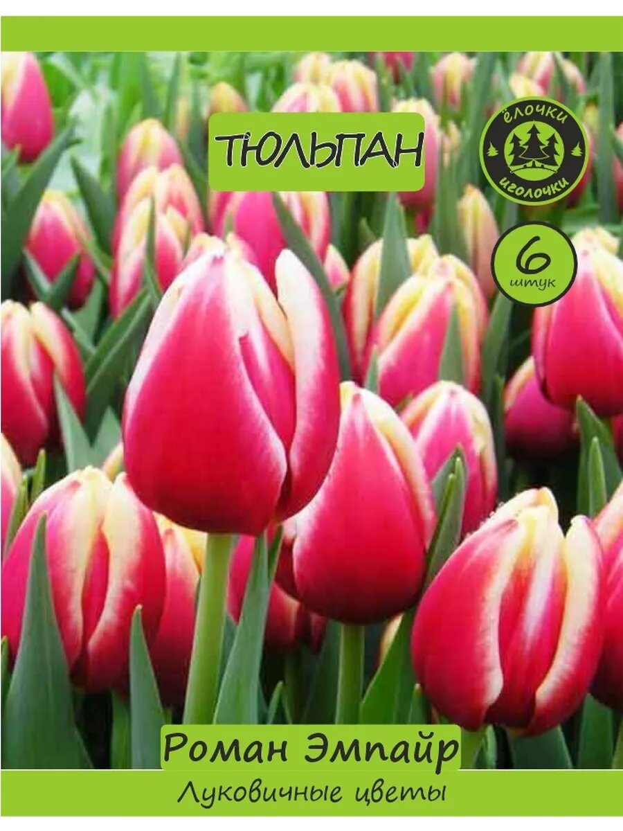 Тюльпан Луковица, Роман Эмпайр, 6 шт