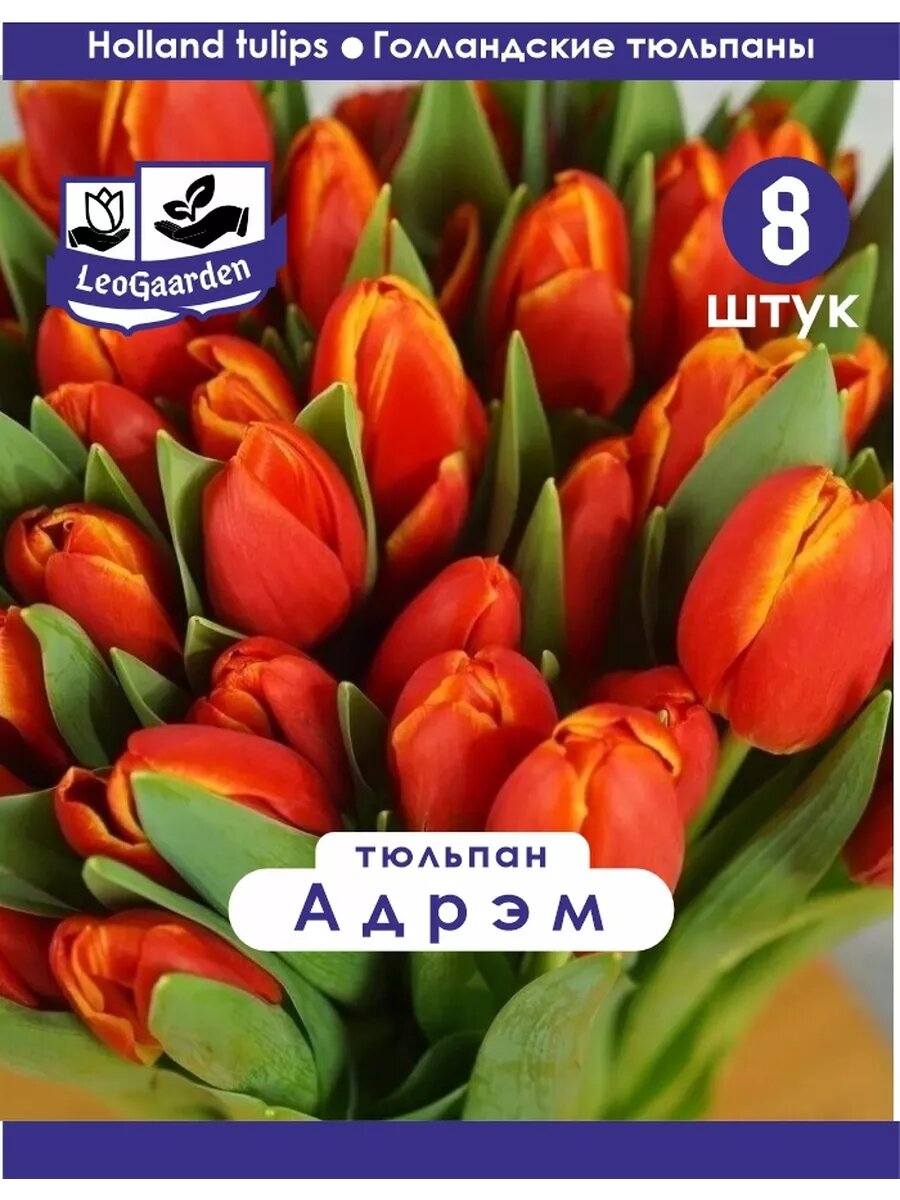 Тюльпан Луковица Адрэм 8 шт