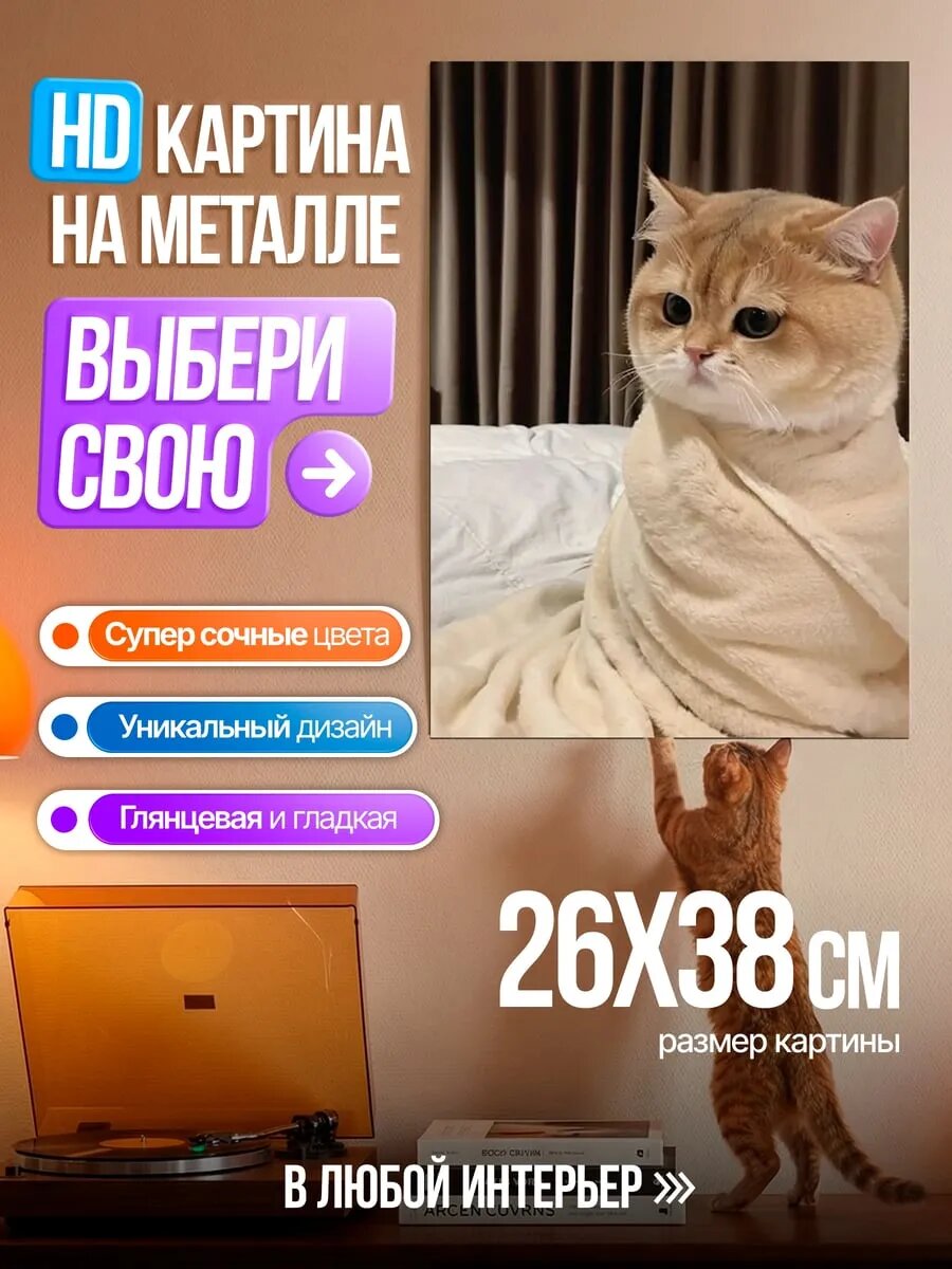 Картина на HD металле Кот в пледе