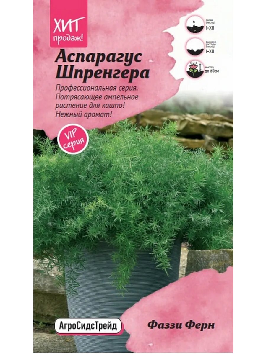 Семена аспарагус Шпренгера Фаззи Ферн 5 шт.