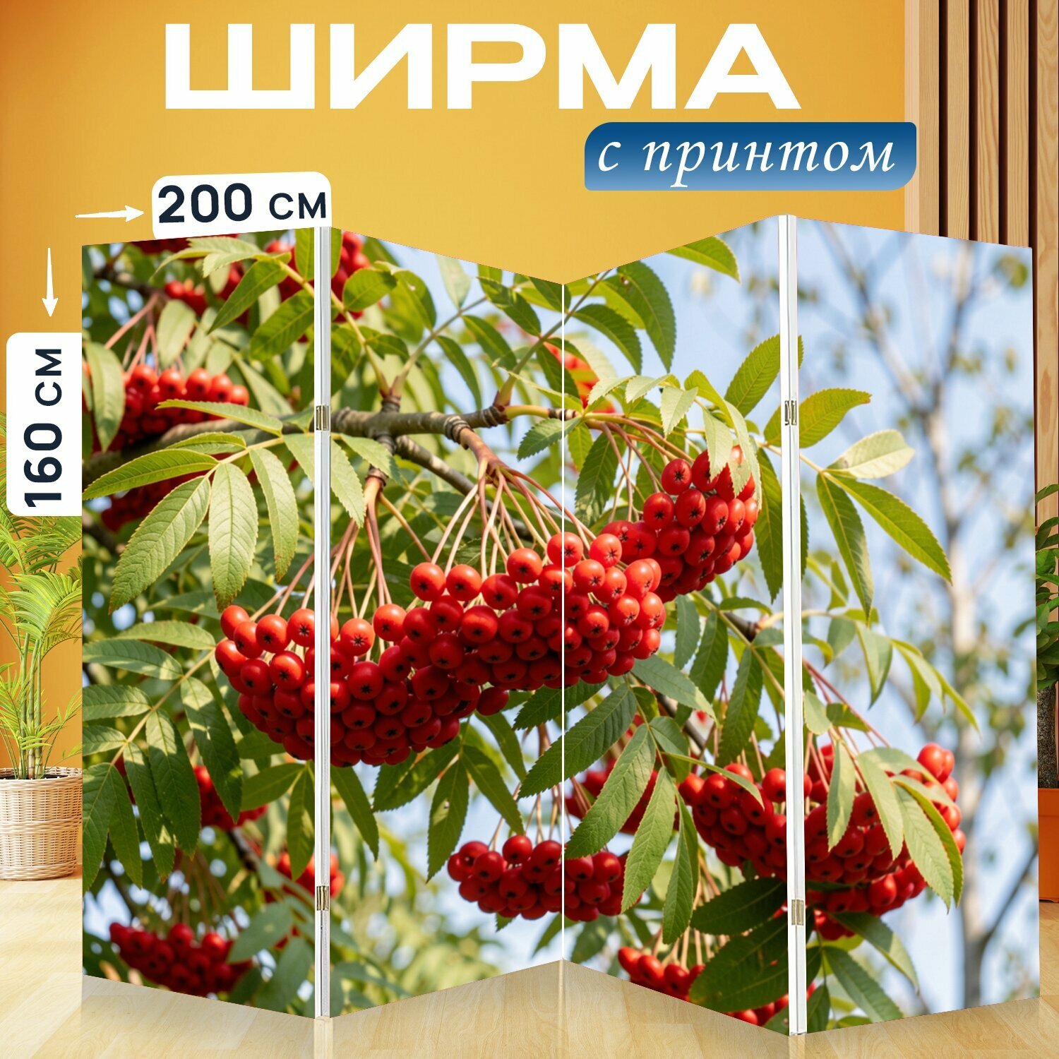 Ширма "Гроздья красной рябины на ветках. Яркие алые ягоды на древесных побегах среди зеленой листвы, солнечный." перегородка для зонирования комнаты с принтом 200x160 см. на холсте