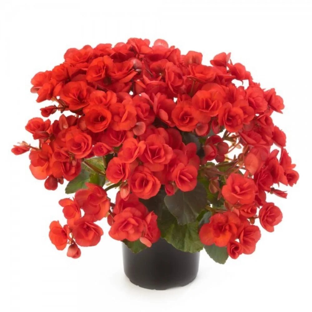 Бегония Иван да Марья (1 клубень). Holland Bulbs (Голландия)