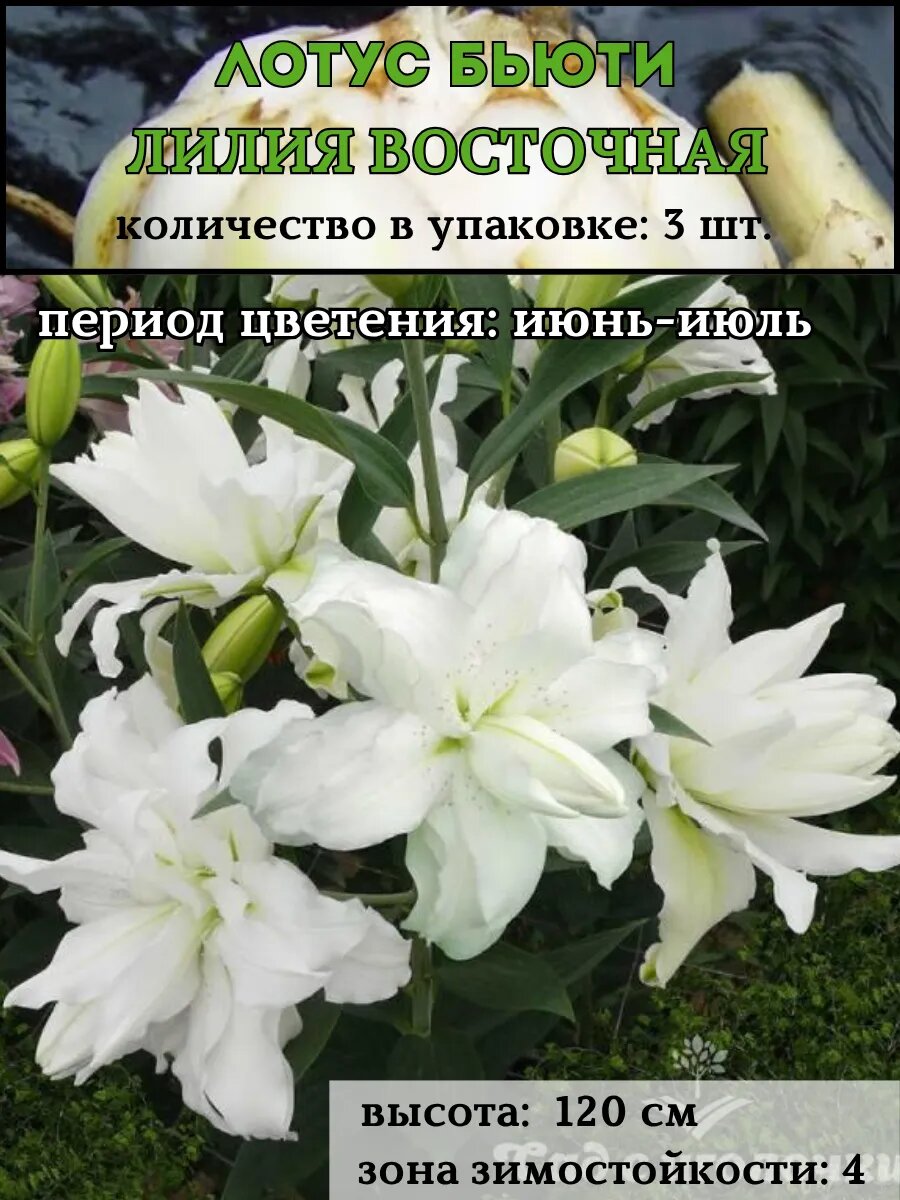 Лилия восточная, луковицы 3 штуки