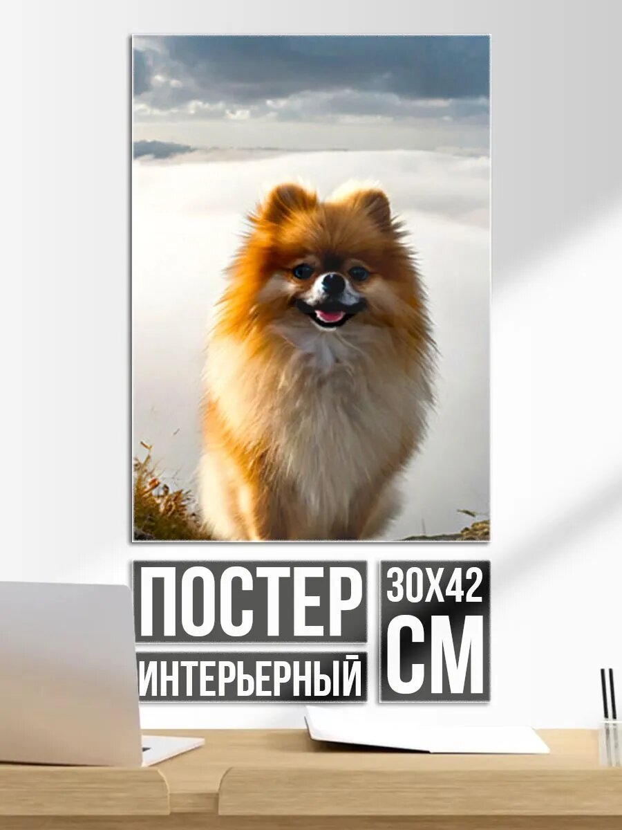 Постер на стену Шпиц на природе