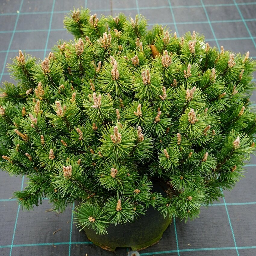 Сосна горная Хампи (Humpy), штамб 60, обхват ствола 34-36, шар 200, C210