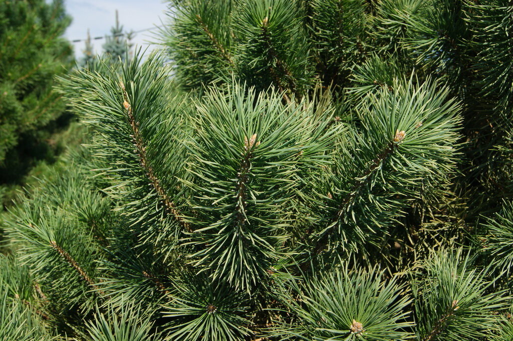 Сосна обыкновенная (Pinus sylvestris) - 400-500, Контейнер: