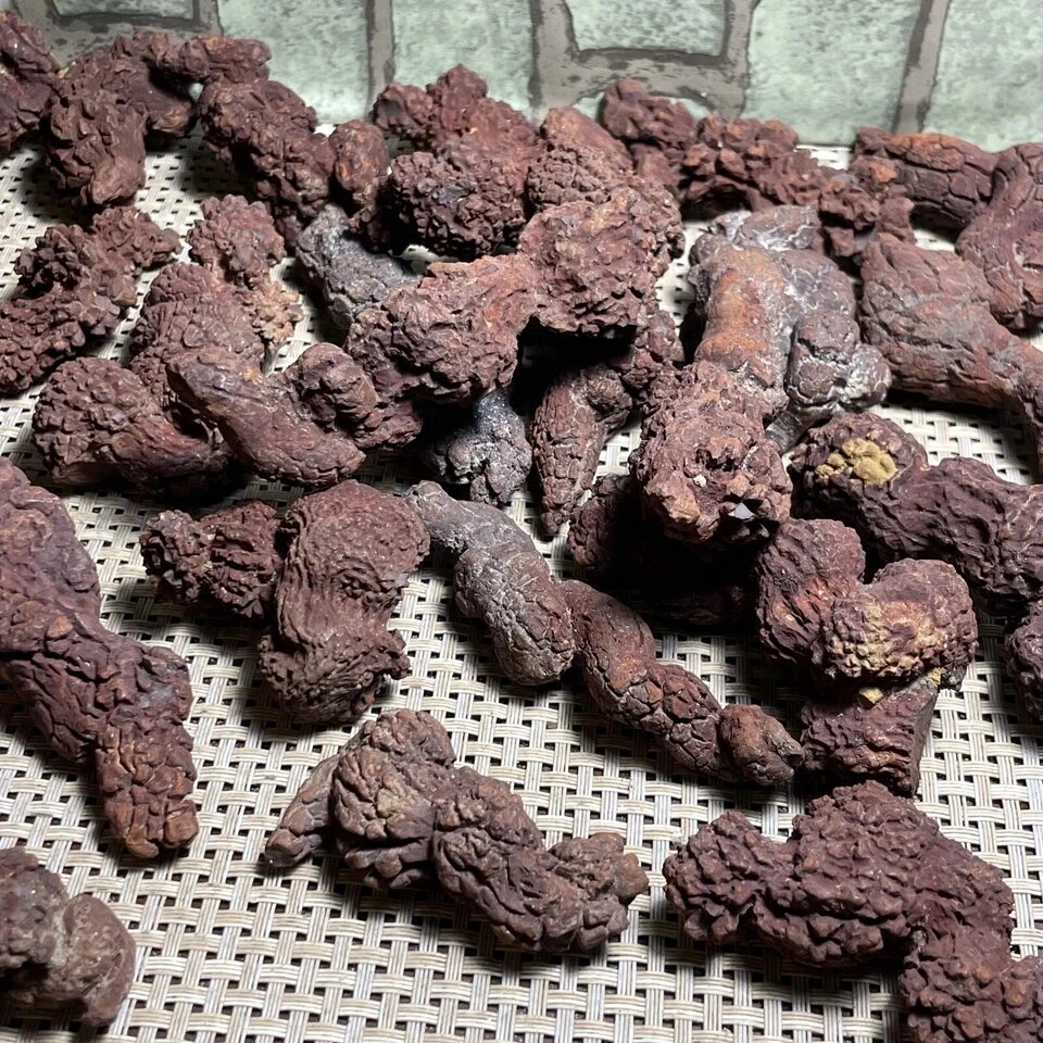 Копролит динозавра BASILOSAURUS 1000г 100g