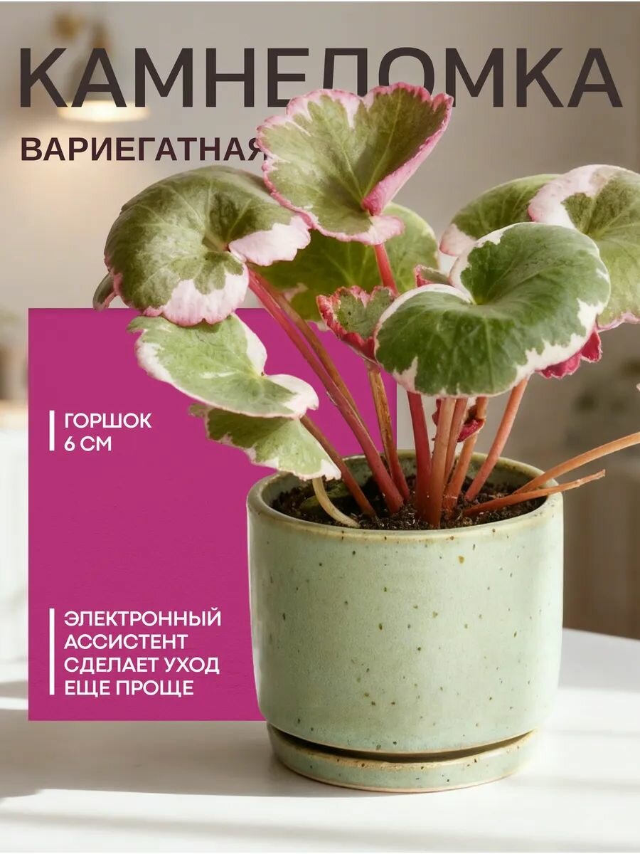 Камнеломка Вариегатная Живое комнатное растение
