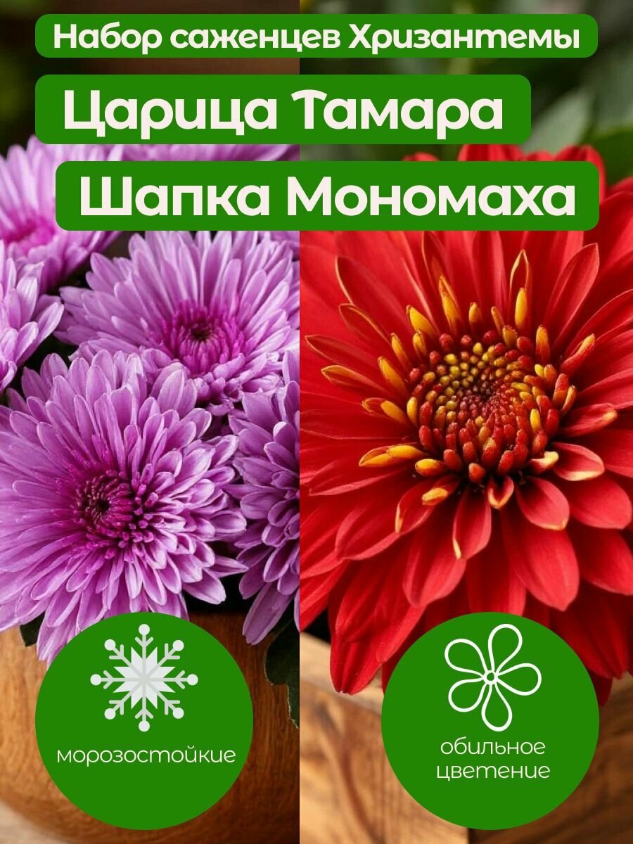 Хризантемы Царица Тамара и Шапка Мономаха