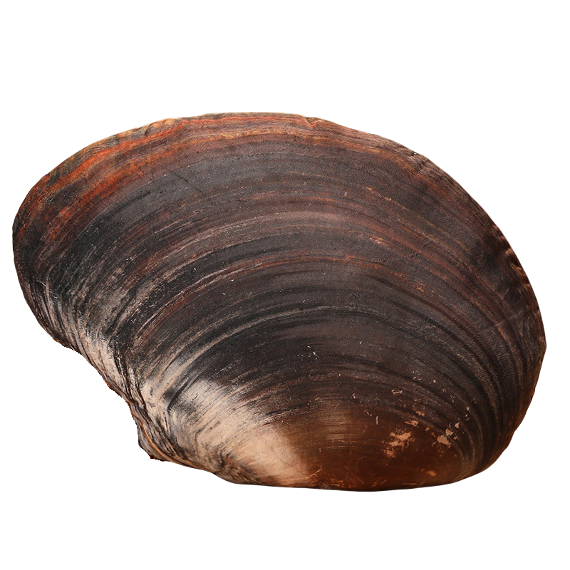 Мягкая игрушка-подушка унисекс SEGOU Shell: River Crab 55*40 Cm
