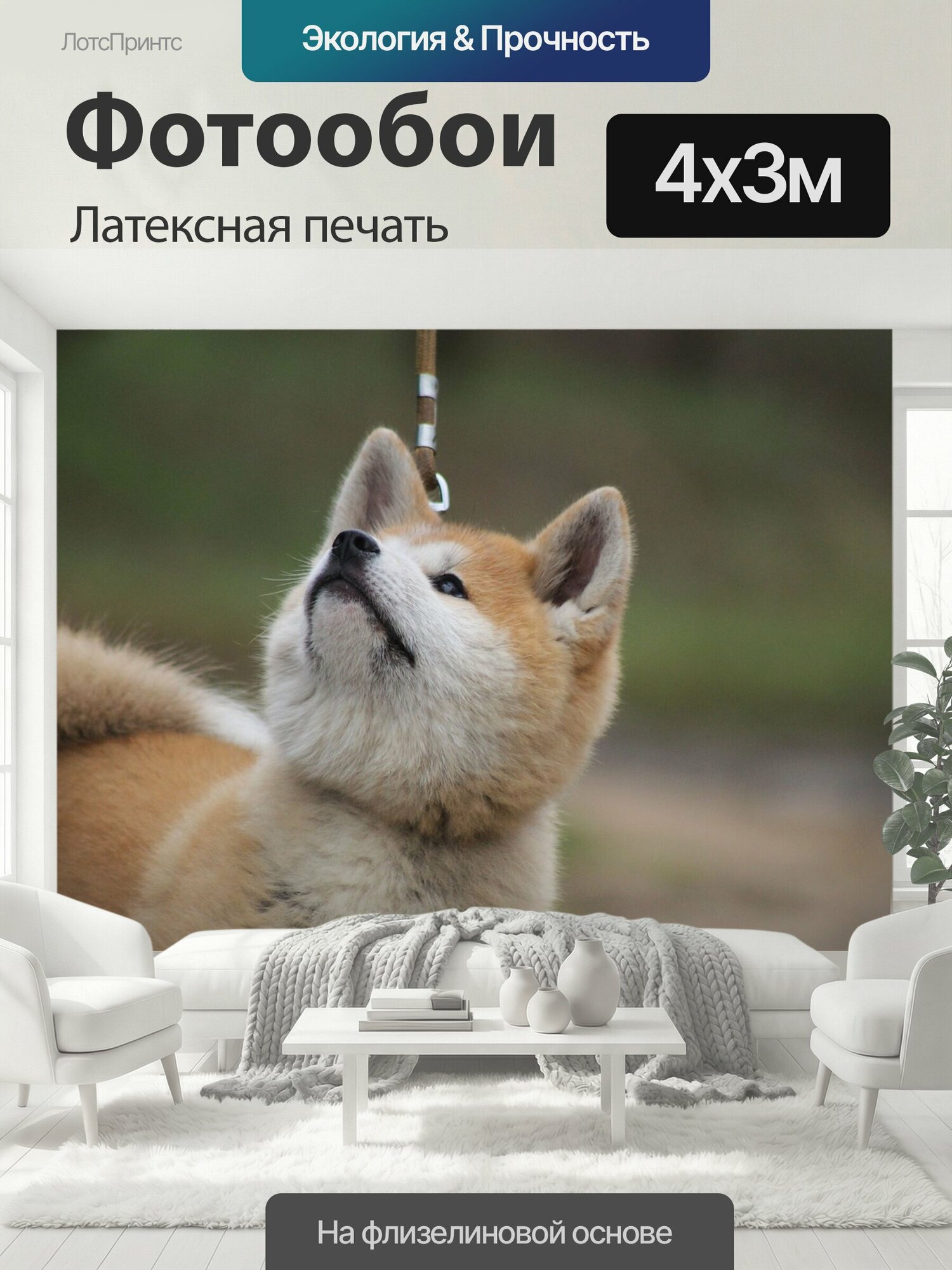 Фотообои моющиеся ударопрочные "Японская акита, акита, акита-ину" 400x300 см. латексная печать