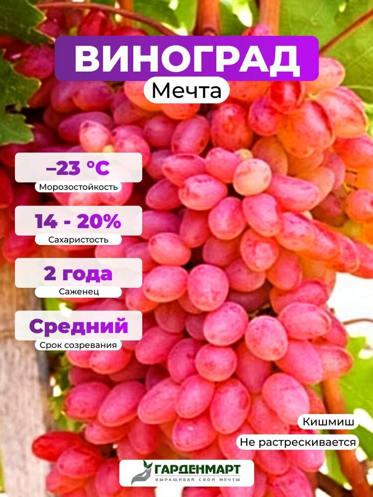 Саженец морозостойкий Виноград Кишмиш Мечта