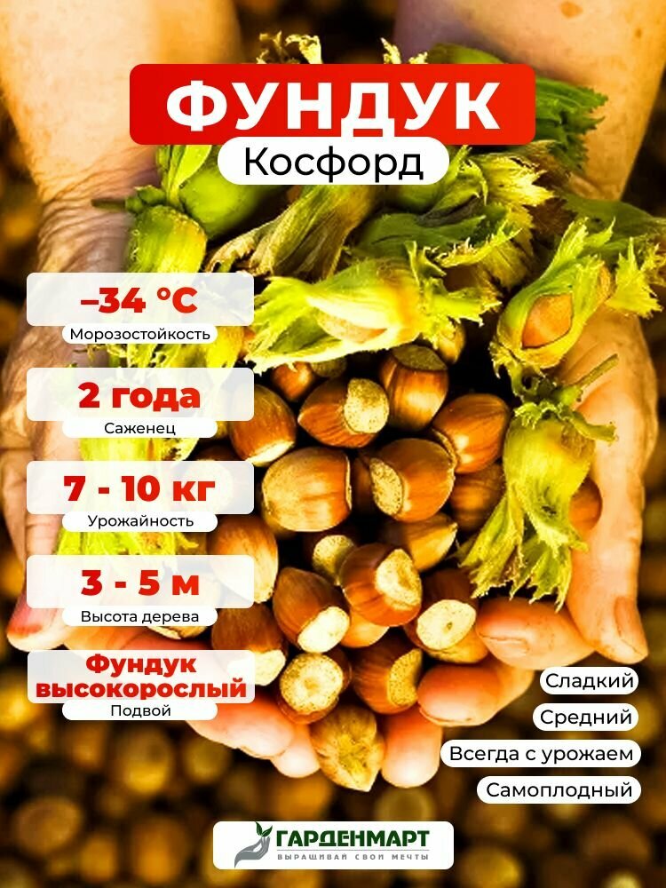 Саженец Фундук самоплодный Косфорд