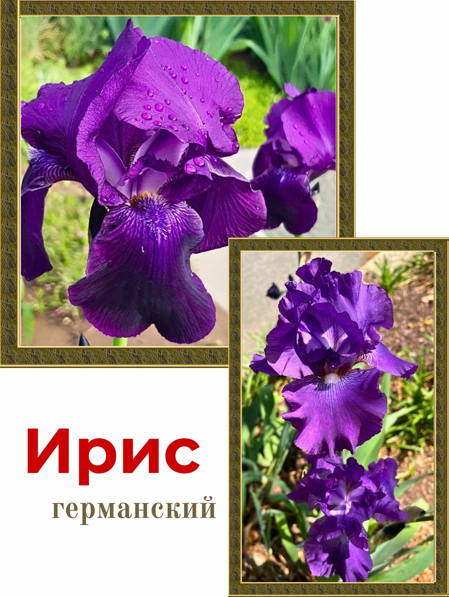 Ирис германский бородатый