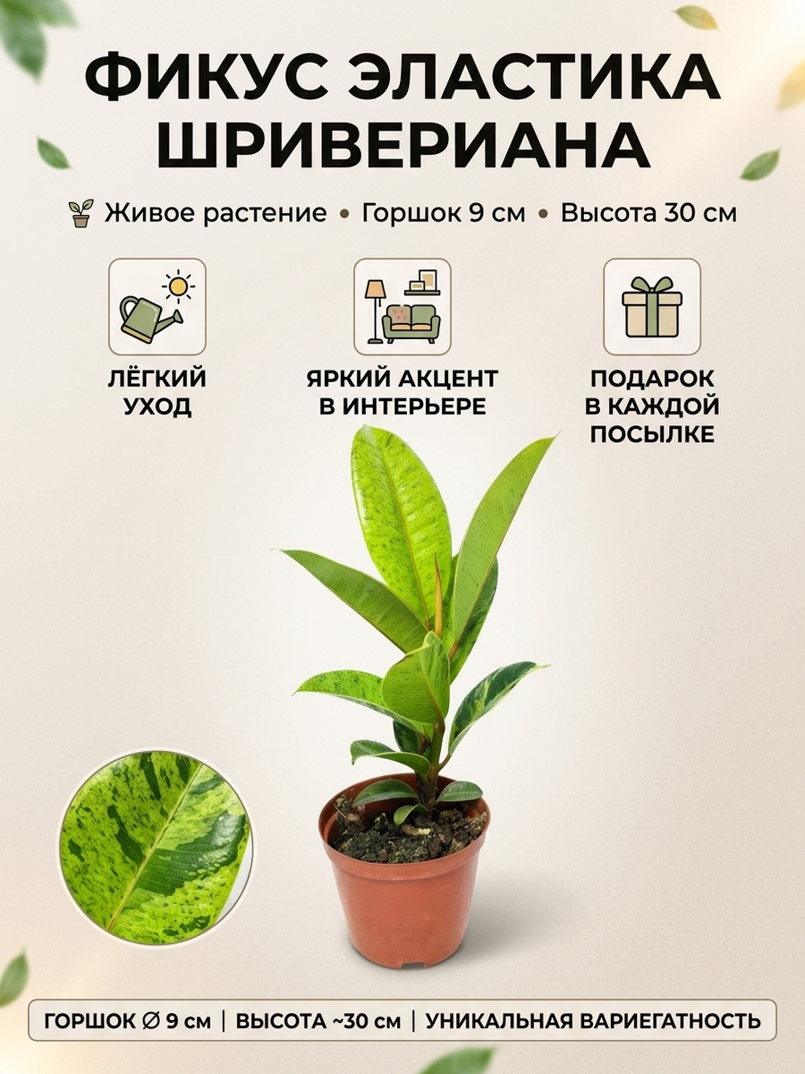 Фикус эластика Шривериана живое комнатное растение в горшке диаметром 9 см, высота 30 см + подарок