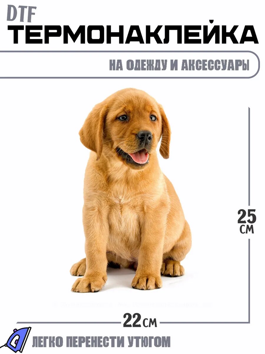 Термонаклейка Собака Лабрадор Ретривер Пес Dog