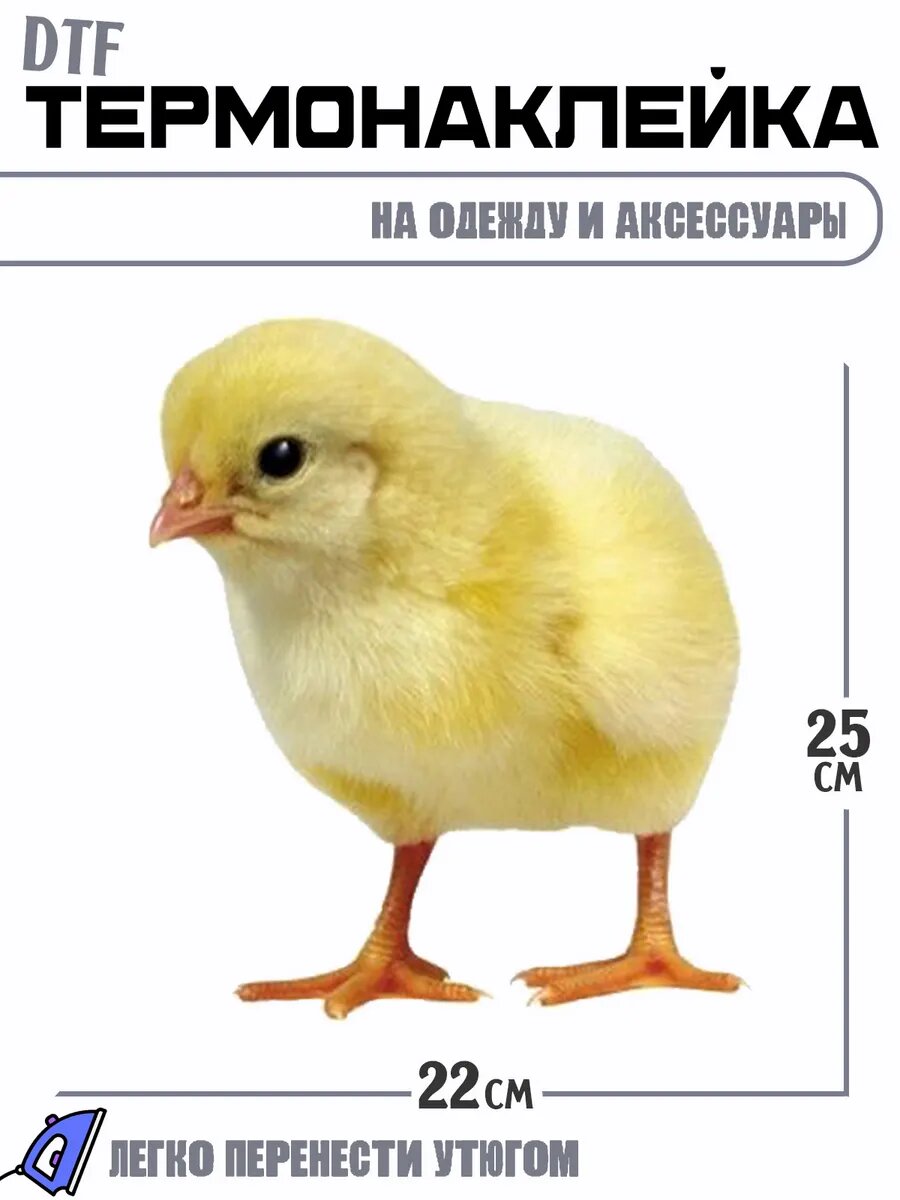 Термонаклейка Цыпленок