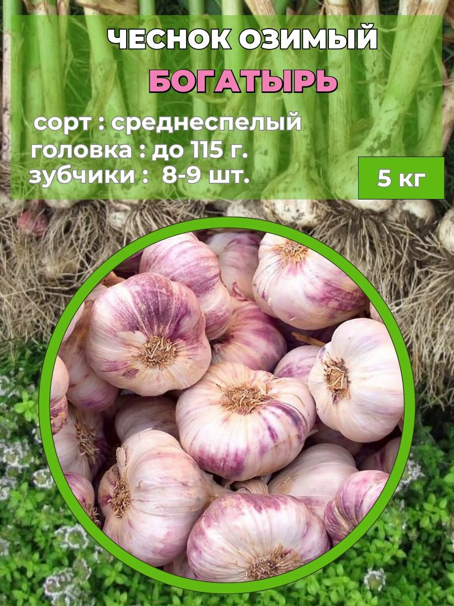 Чеснок озимый на посадку, 5кг.