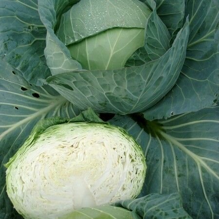 Коллекционные семена капусты б/к F1 Монблан