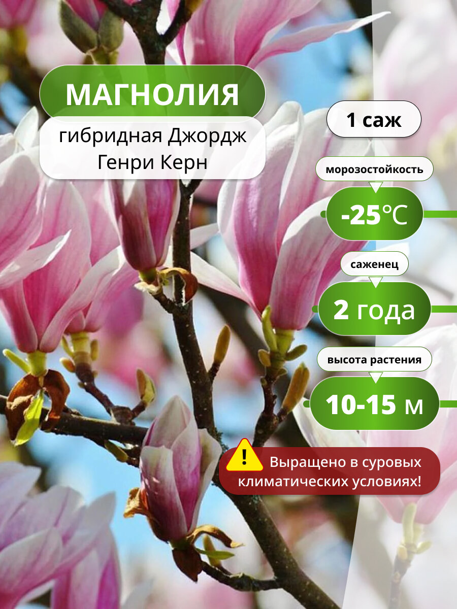 Магнолия гибридная Джордж Генри Керн, магнолии, ароматные, цветущие