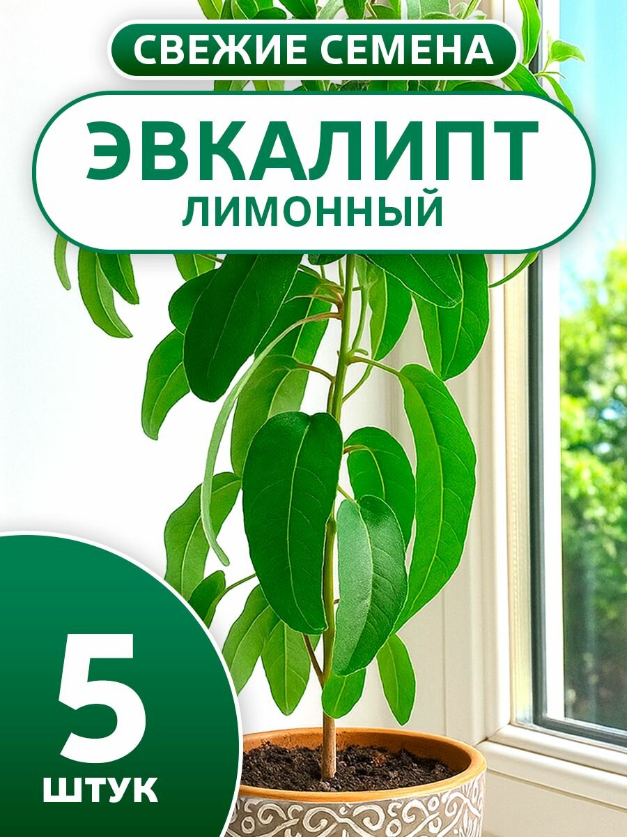 Семена эвкалипта лимонного для выращивания