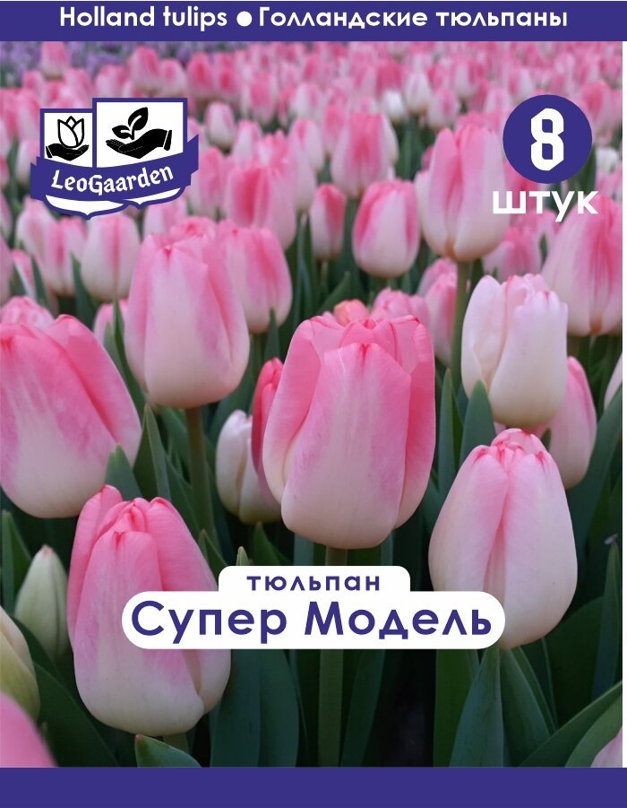 Тюльпан Луковица, Супермодель, 8 шт (LeoGaarden)