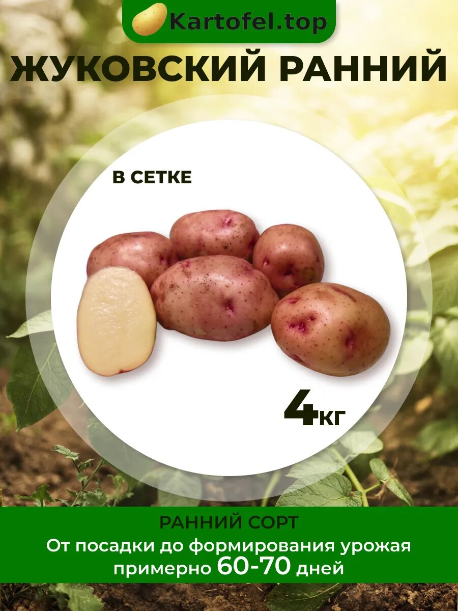 Картофель семенной Жуковский ранний 4 кг