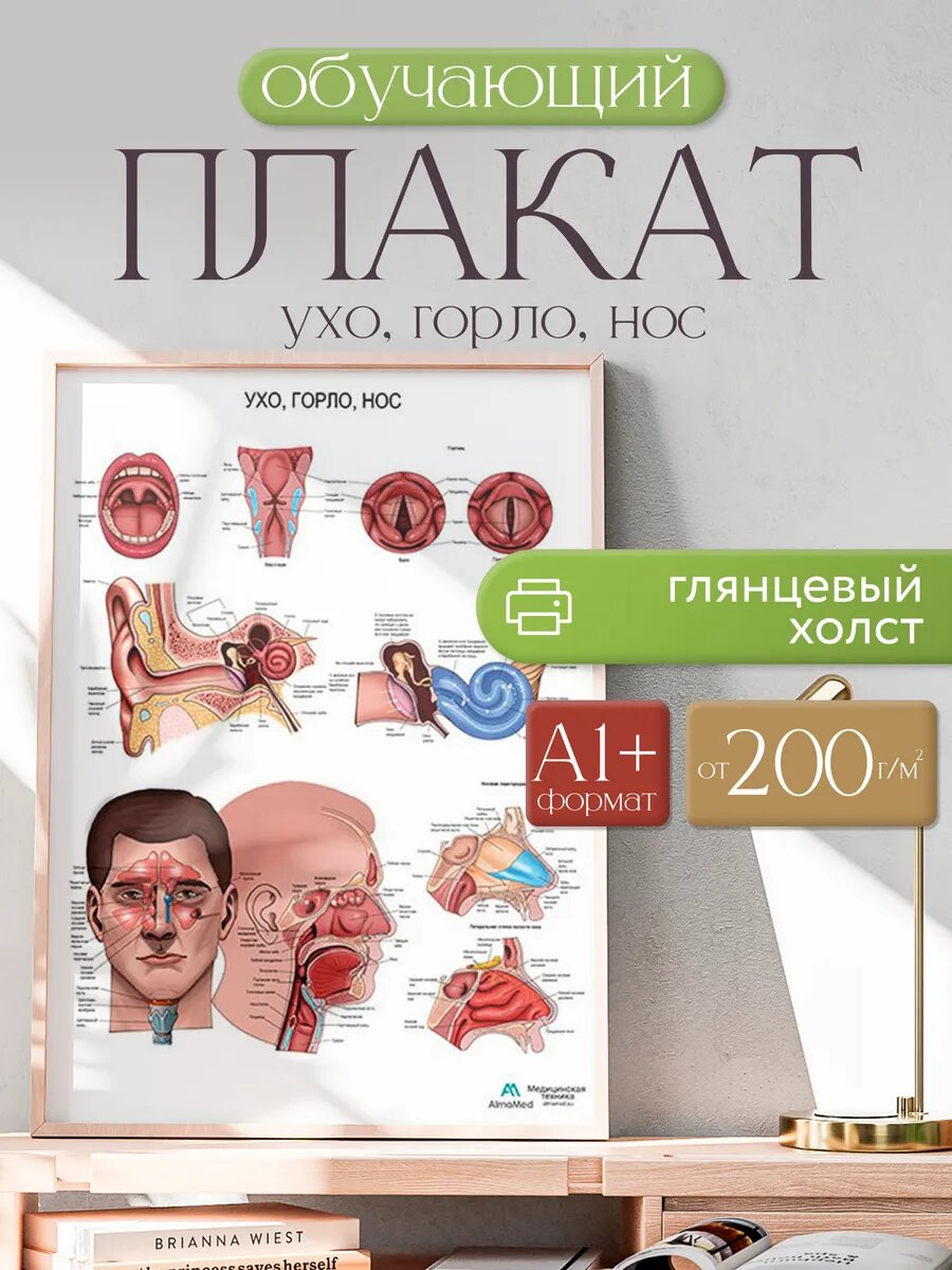 Ухо, горло, нос (анатомия человека), обучающий плакат глянцевый А1+, глянцевый холст от 200г/м2