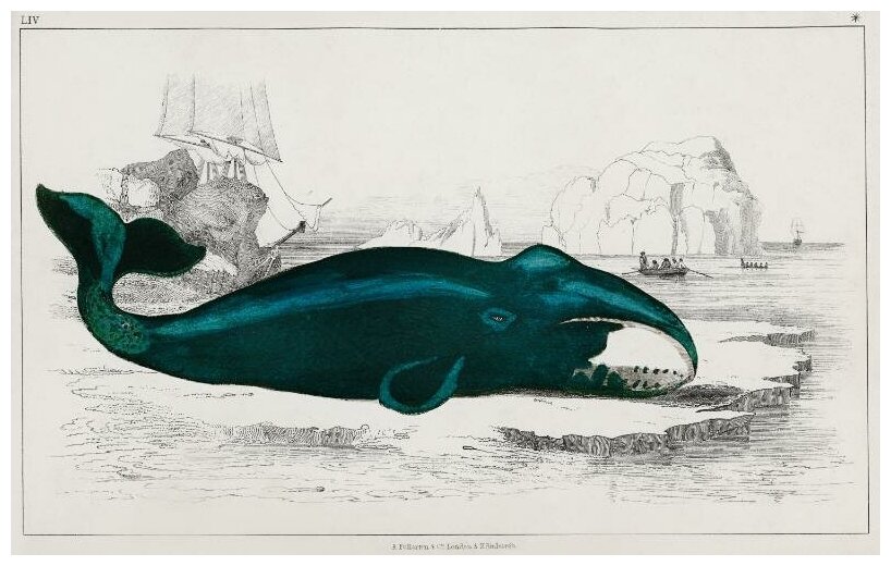 Постер / Плакат / Картина Кит на льдине 40х50 см в подарочном тубусе