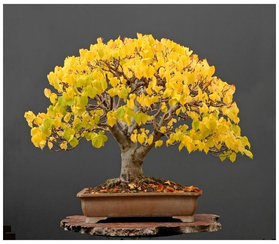 Ясень манчжурский - Семена бонсай