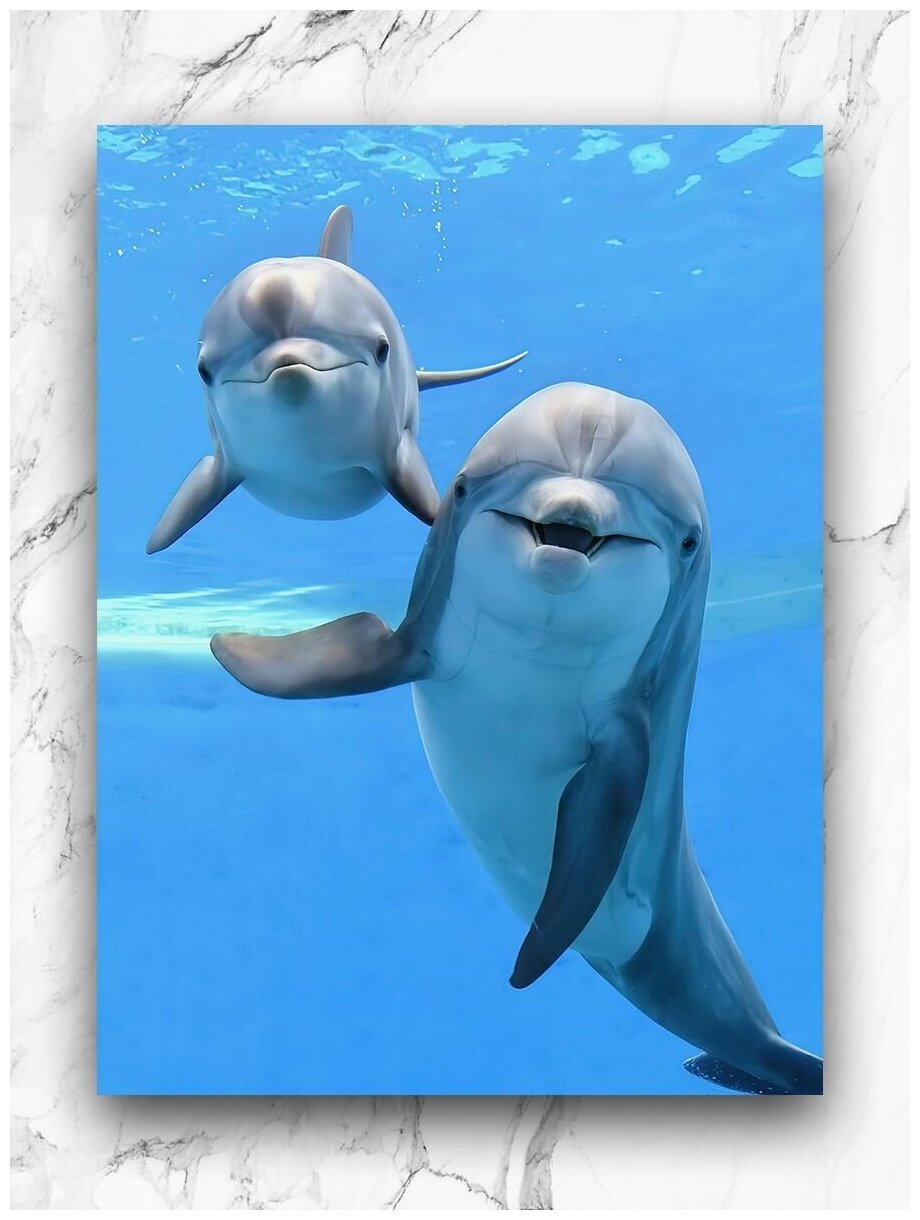 Картины для интерьера на холсте 60х80 см/ Дельфины / Подводный мир
