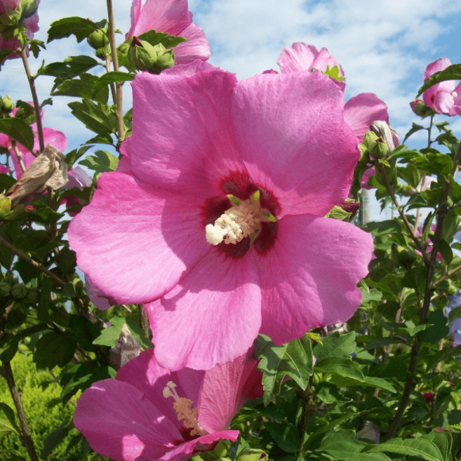 Гибискус сирийский Вудбридж (1 саженец в горшке Р9), Нидерланды