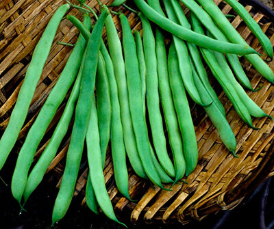 Семена фасоли Московская белая зеленостручная 556 (20 шт.) зерновая