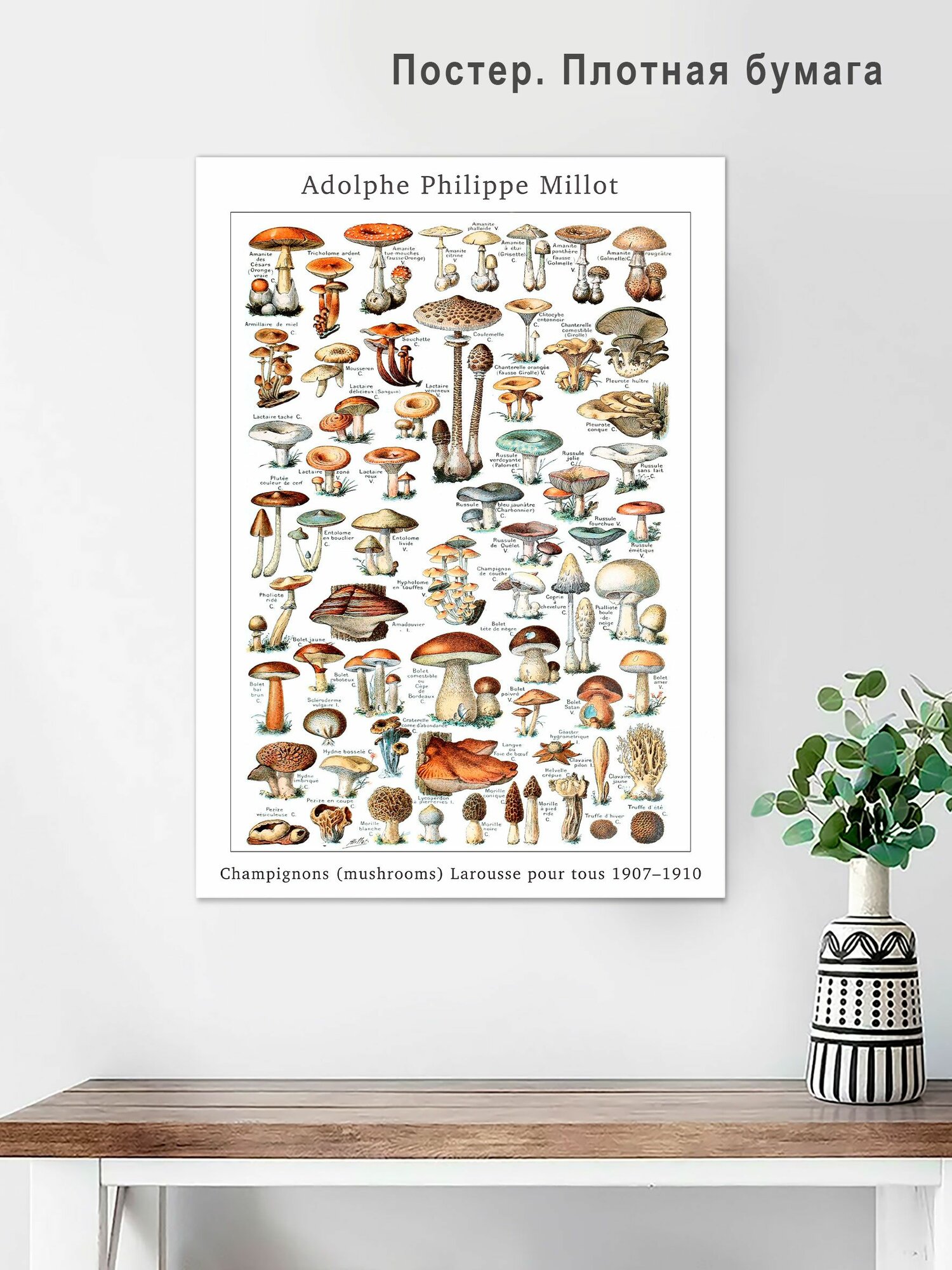 Постер, плакат Грибы из иллюстраций 40х50см