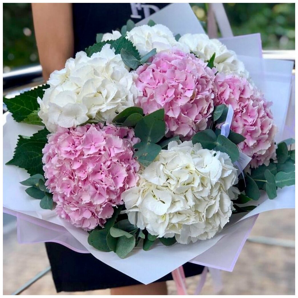 Букет Мегацвет24 "7 Бело-розовых гортензий", 7 шт, в дизайнерской упаковке