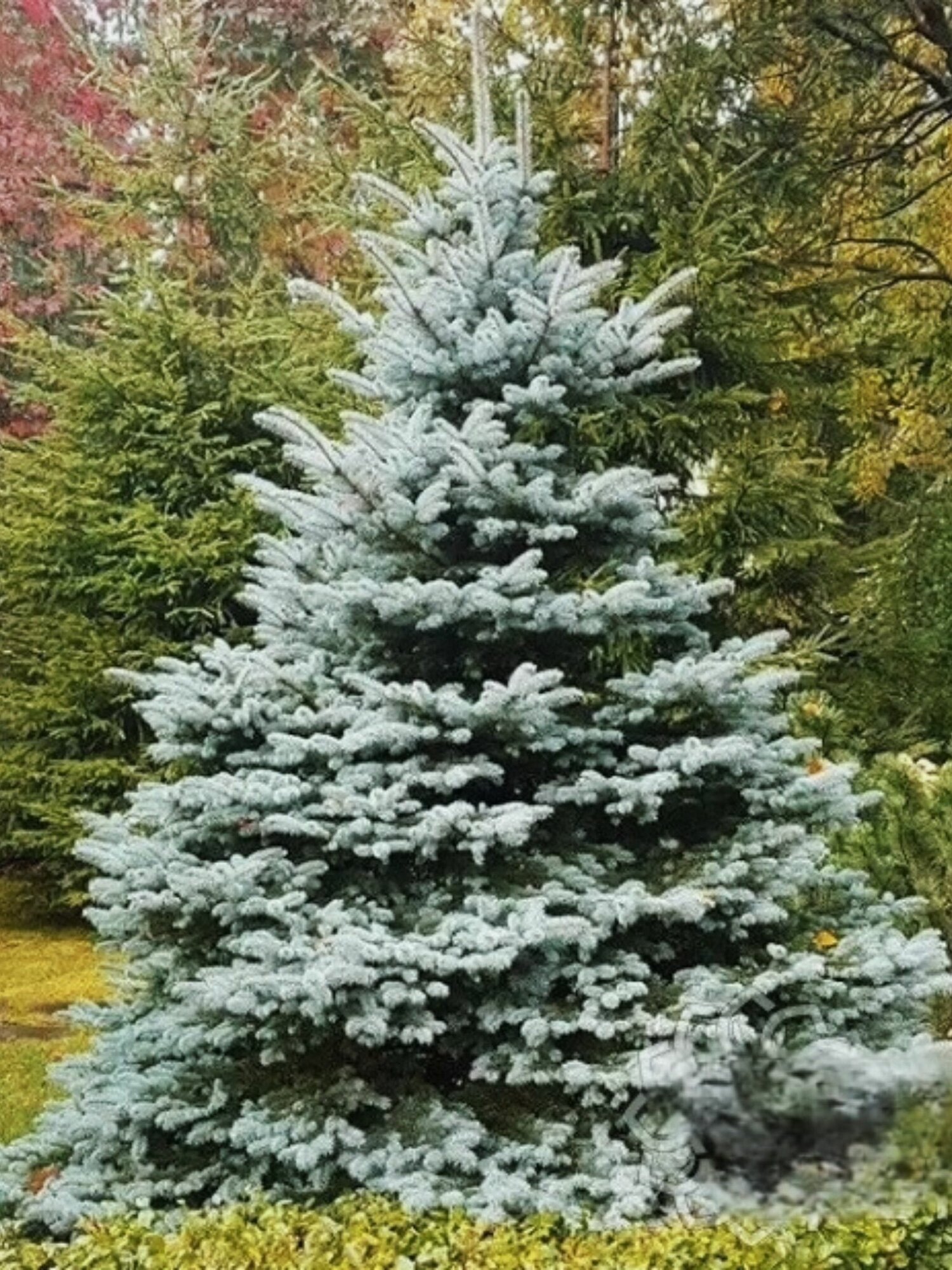 Ель колючая Роял Блю Royal Blue C2 саженец 2л