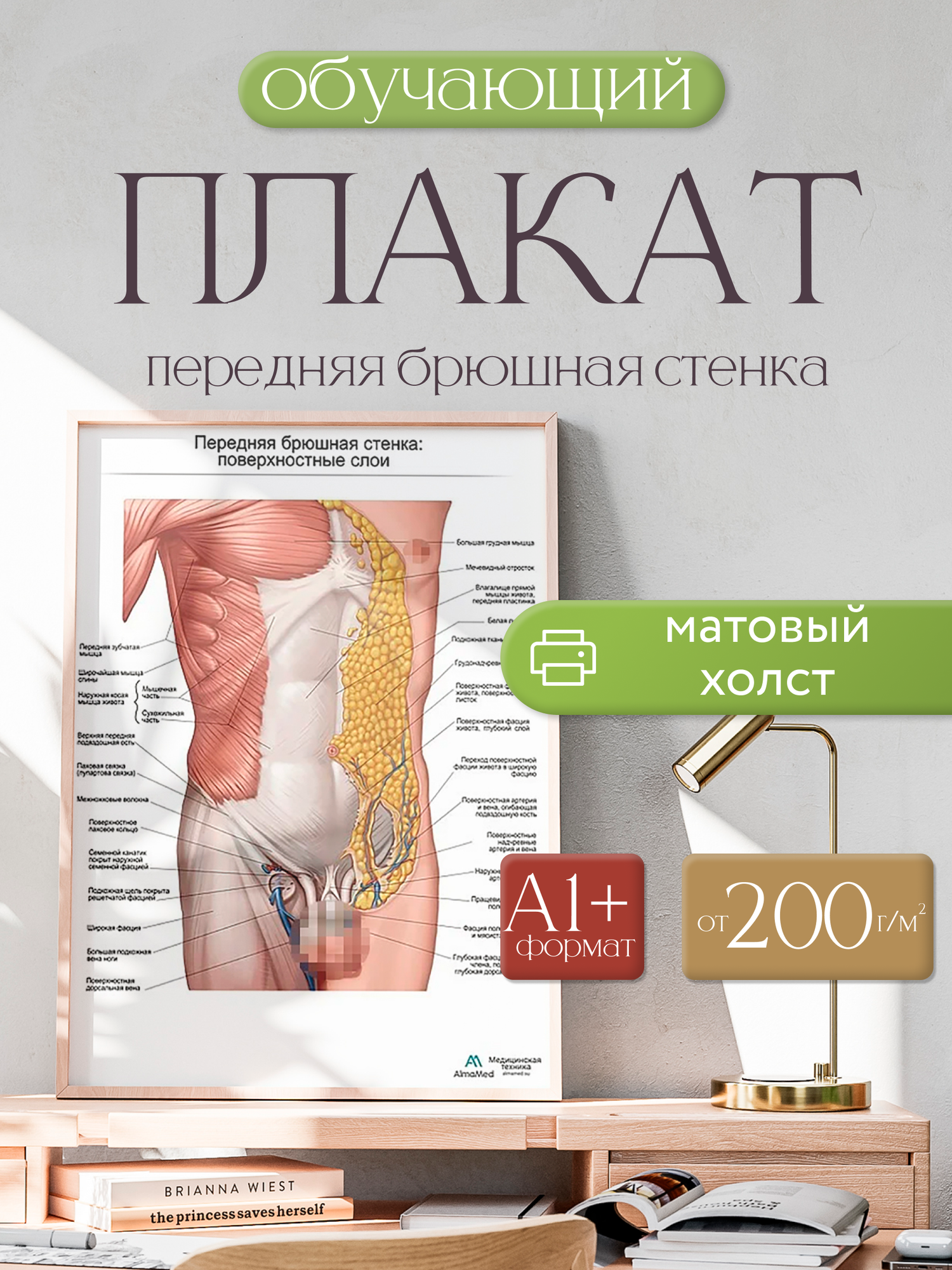 Обучающий плакат "Мышцы живота. Поверхностный слой. Вид спереди", размер А1+, матовый холст от 200г/м2