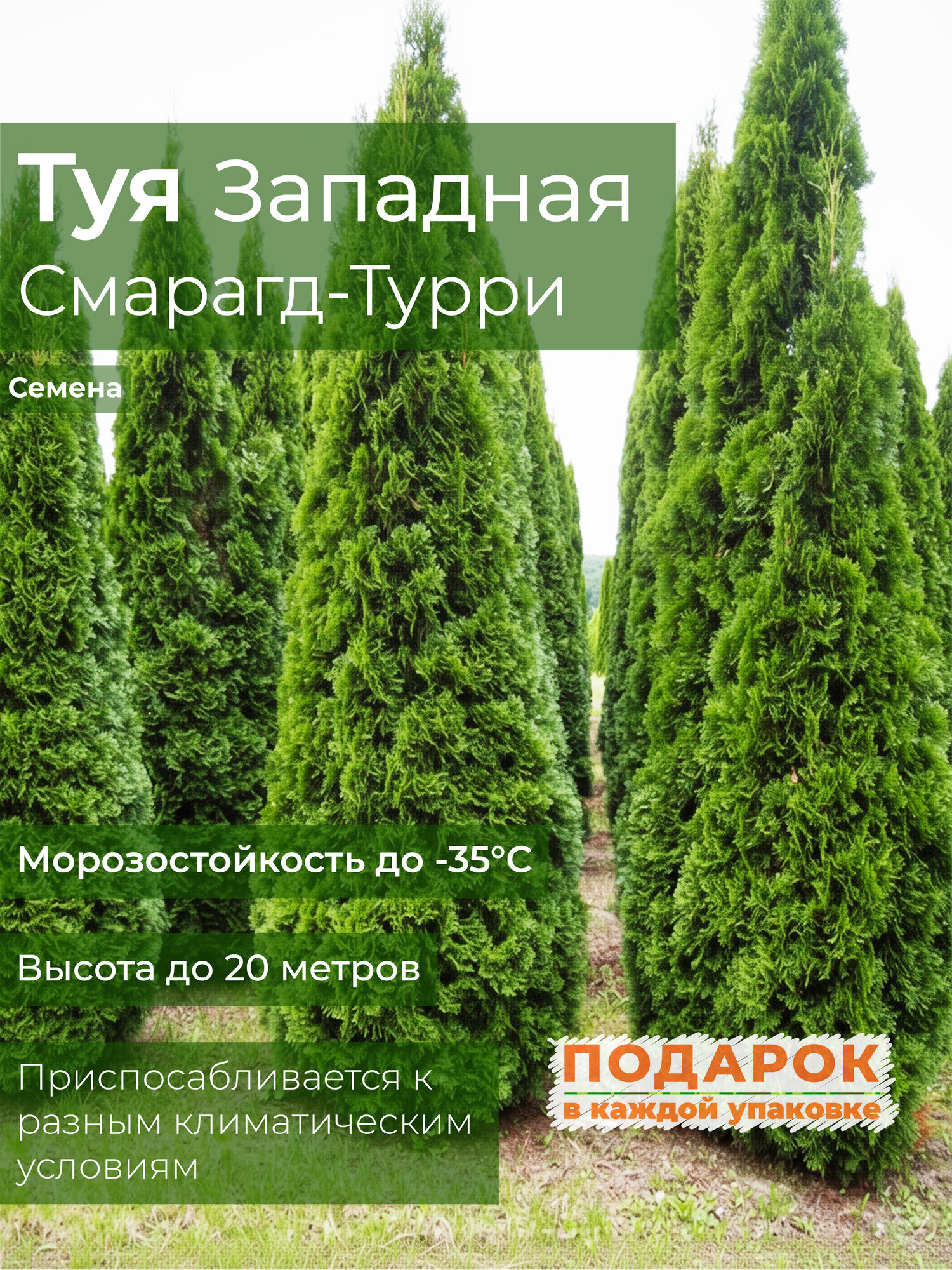 Туя Западная Смарагд-Турри, Семена, 50 шт, семена хвойных, семена туи декоративной