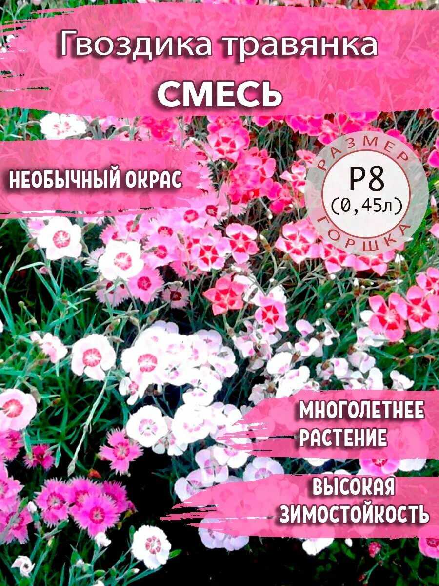 Гвоздика травянка Смесь