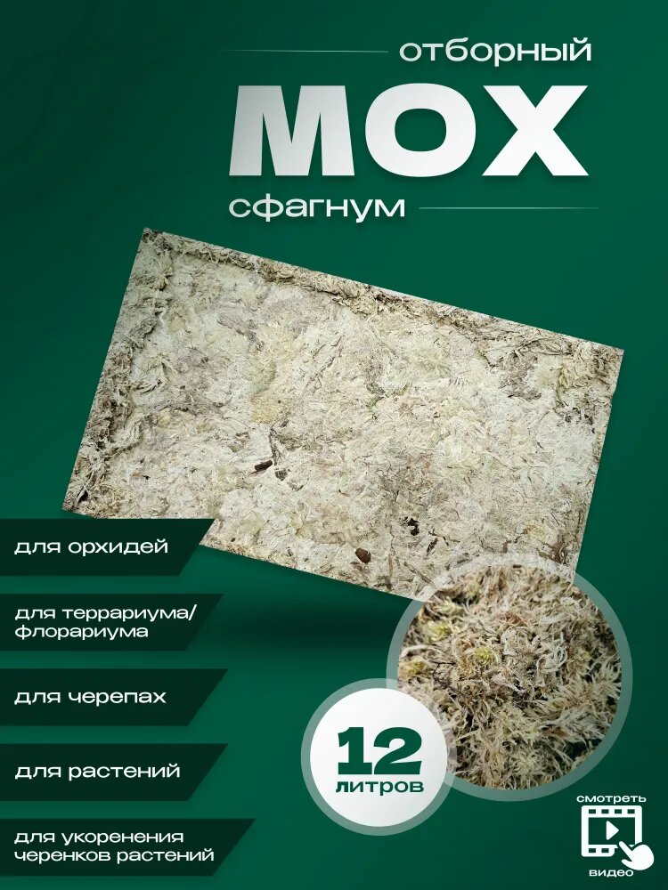 Мох